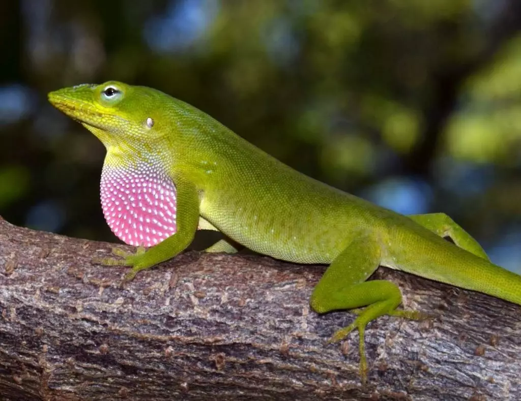 Shimoliy Amerika qizil tomoqli anol (Anolis carolinensis).