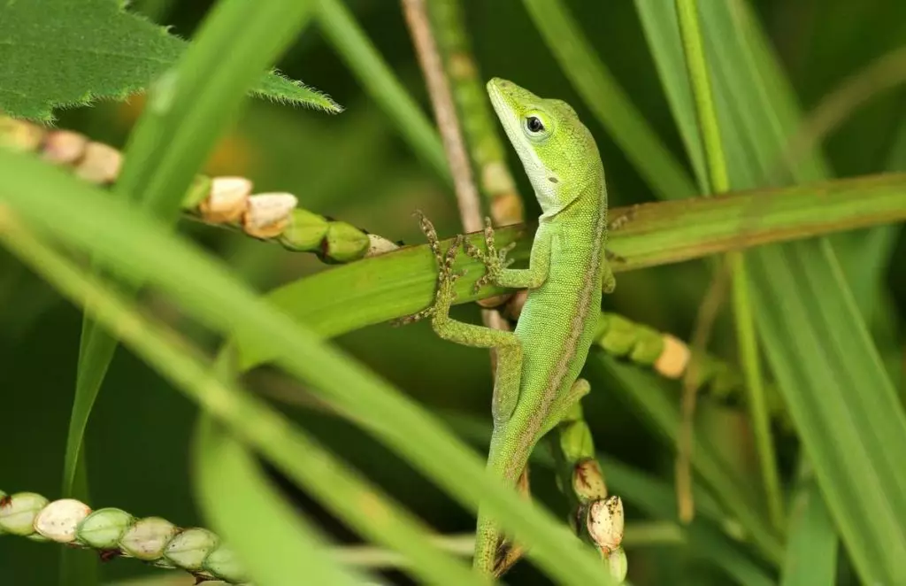 De vingers van de Noord-Amerikaanse roodkeel-anolis hebben zeer hardnekkige klauwen.