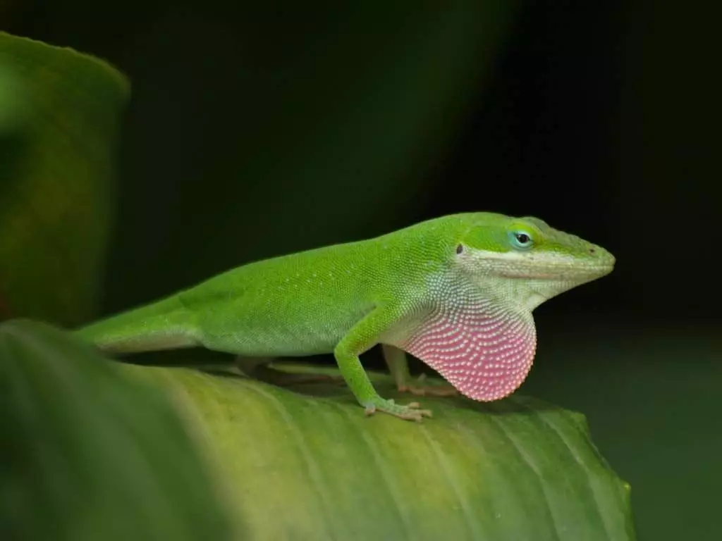 De keelzak van de anole is rood van kleur.