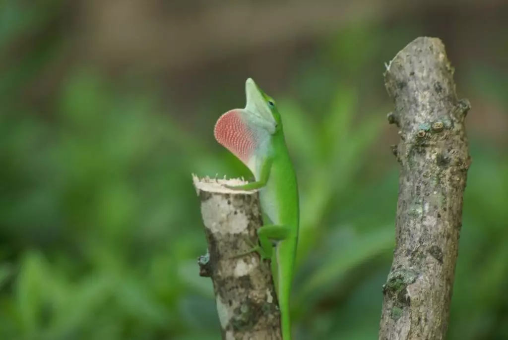 Anole ya koo nyekundu-nyekundu ni kiumbe cha mfano katika biolojia na mtambaazi wa kwanza ambaye genome yake imefuatishwa.