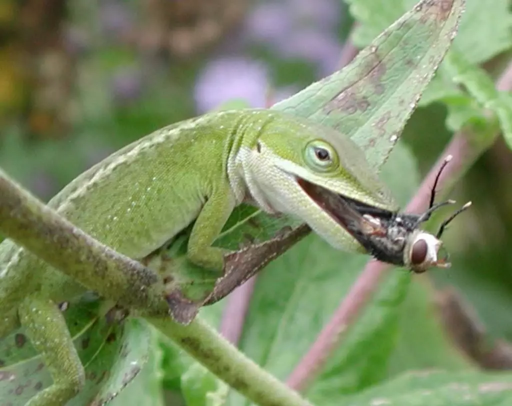 Anolis se živí členovci: cvrčci, kobylky, mouchy, larvy hmyzu, ale i motýli a pavouci.