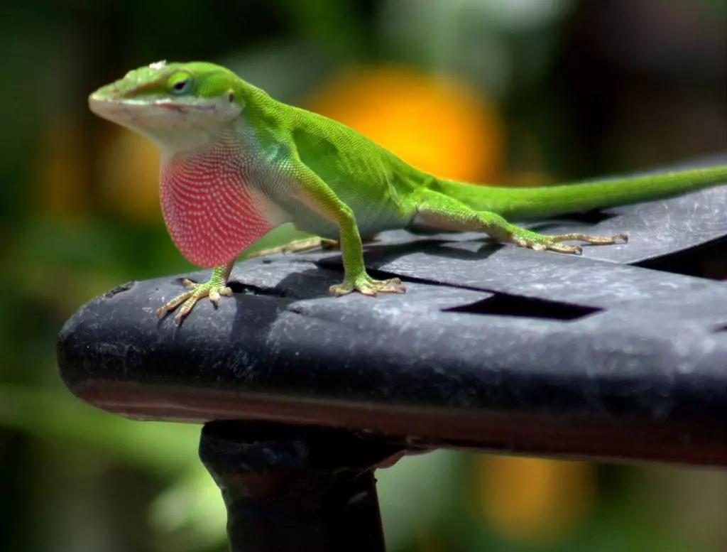 Caroline anoles so plašne in sramežljive živali.