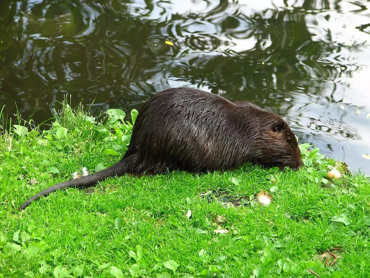 Nutria (ذرة القنب Myocastor).