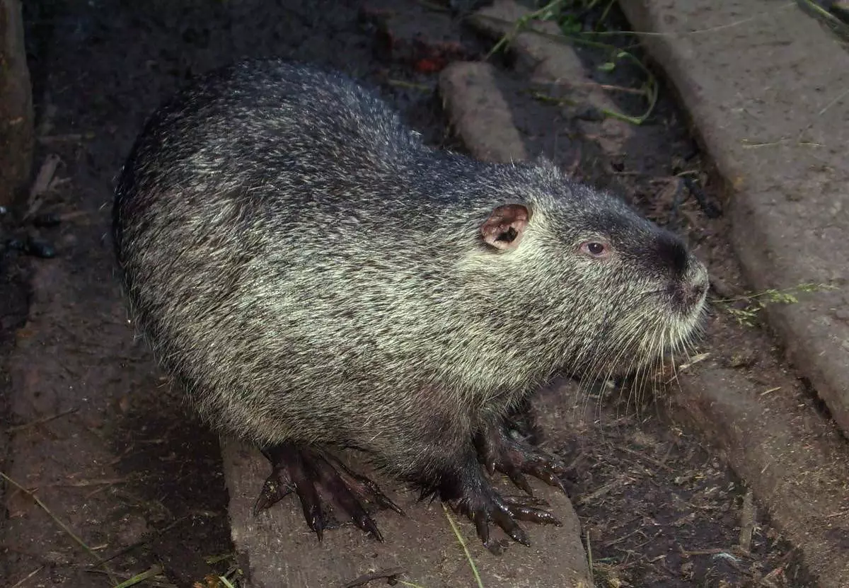 Nutria zoo ib yam li beaver.