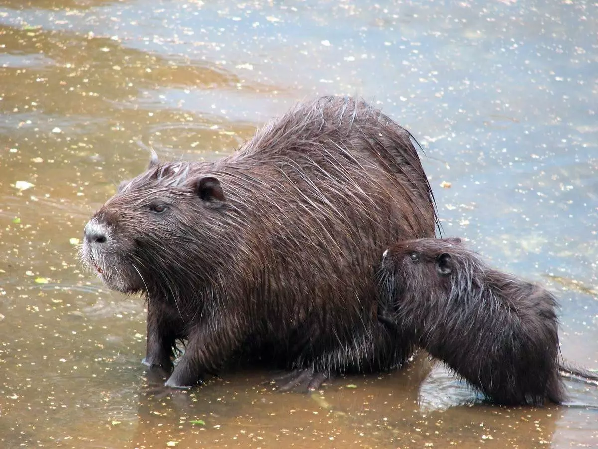 Ib tug poj niam nutria nrog tus menyuam.