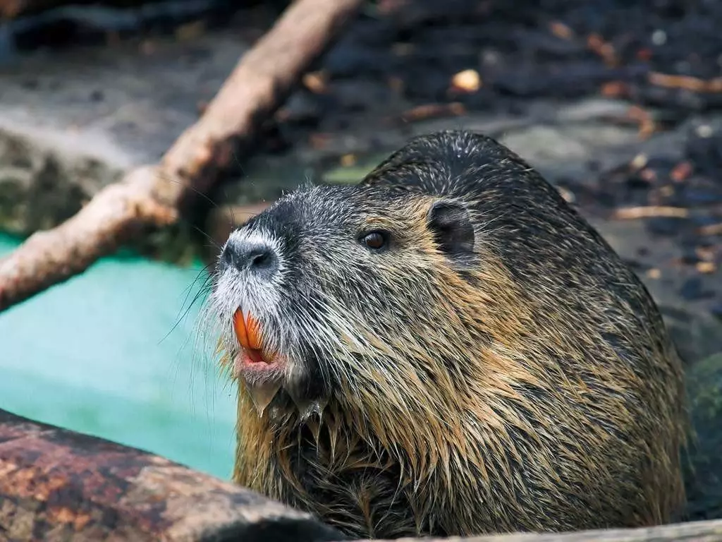 Nutria mushonga.