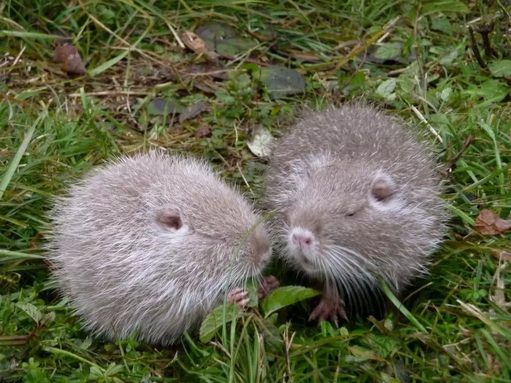 Kukura kwevechidiki kwe nutria.