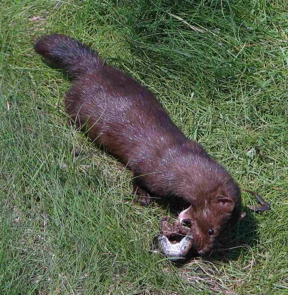 European mink (Mustela lutreola).