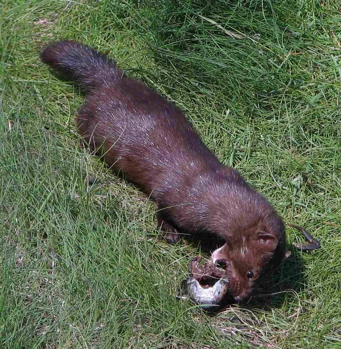 Mink Éropa (Mustela lutreola).