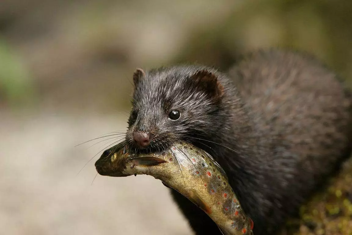 O vison é um pequeno animal predador.