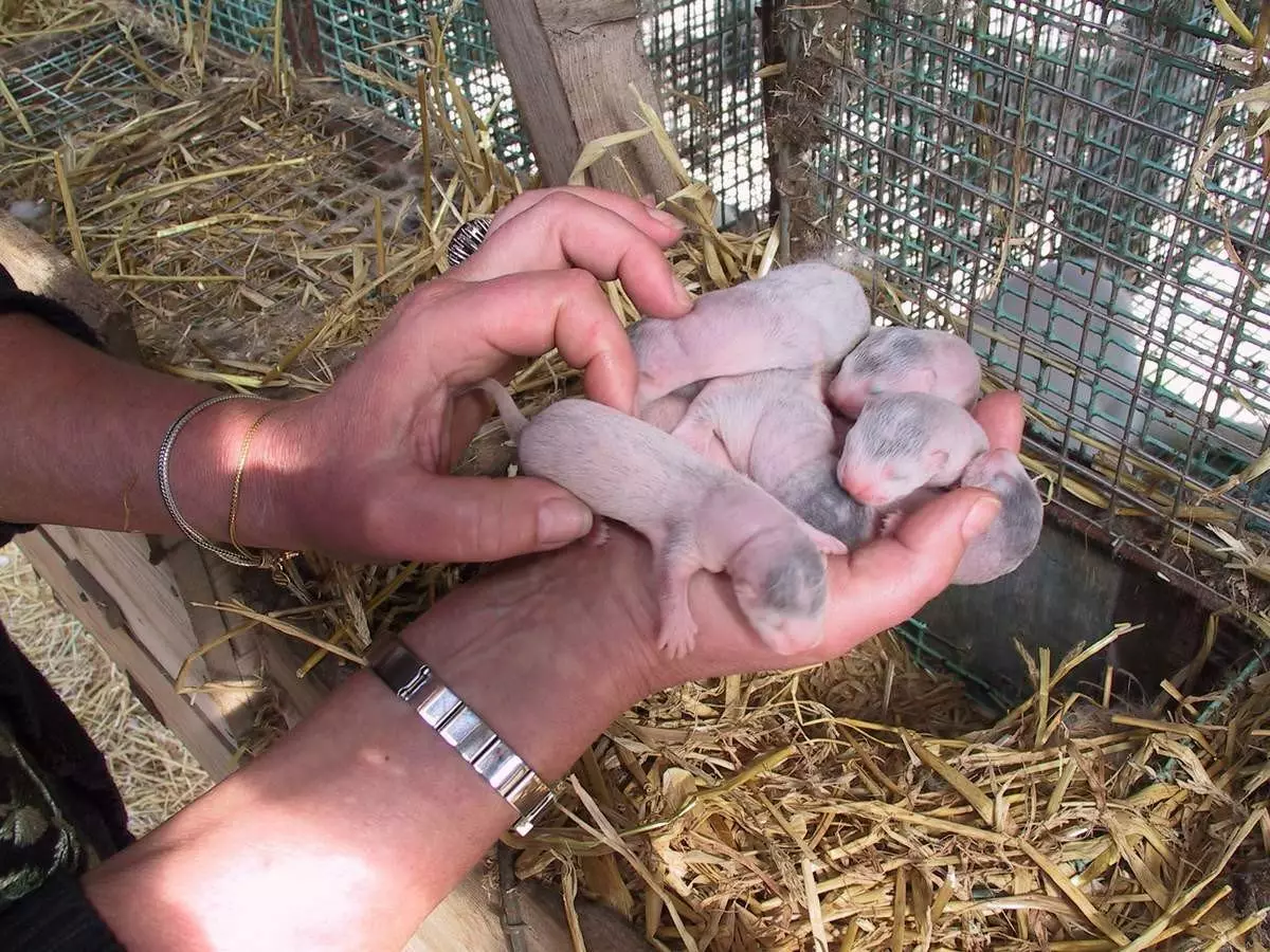 Newborn babies mink.