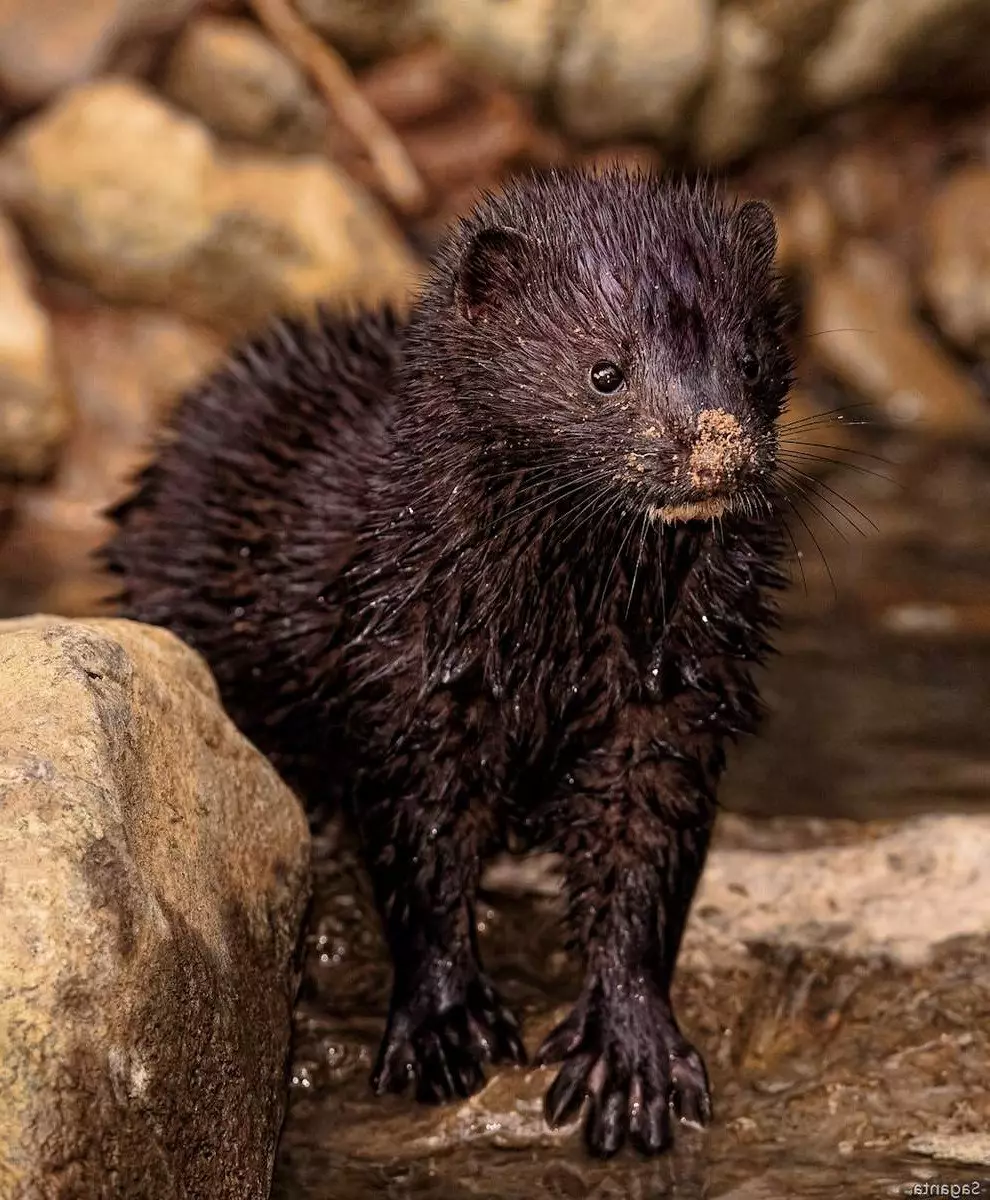 Currently, minks are bred artificially.