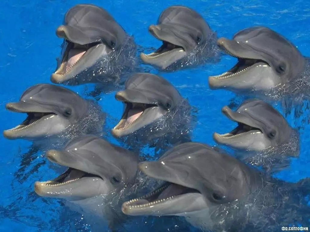 Dolphins waxay ka qaybgalaan bandhigyo badan.