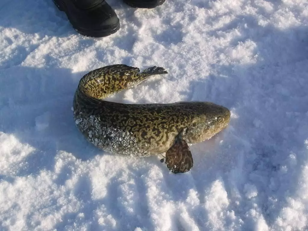 Burbot (Lota lota).