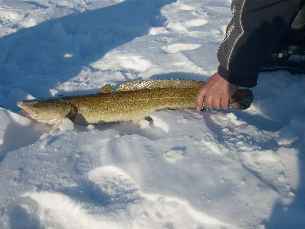 Burbot တွင်ထူးခြားသောခန္ဓာကိုယ်အရောင်ရှိသည်။