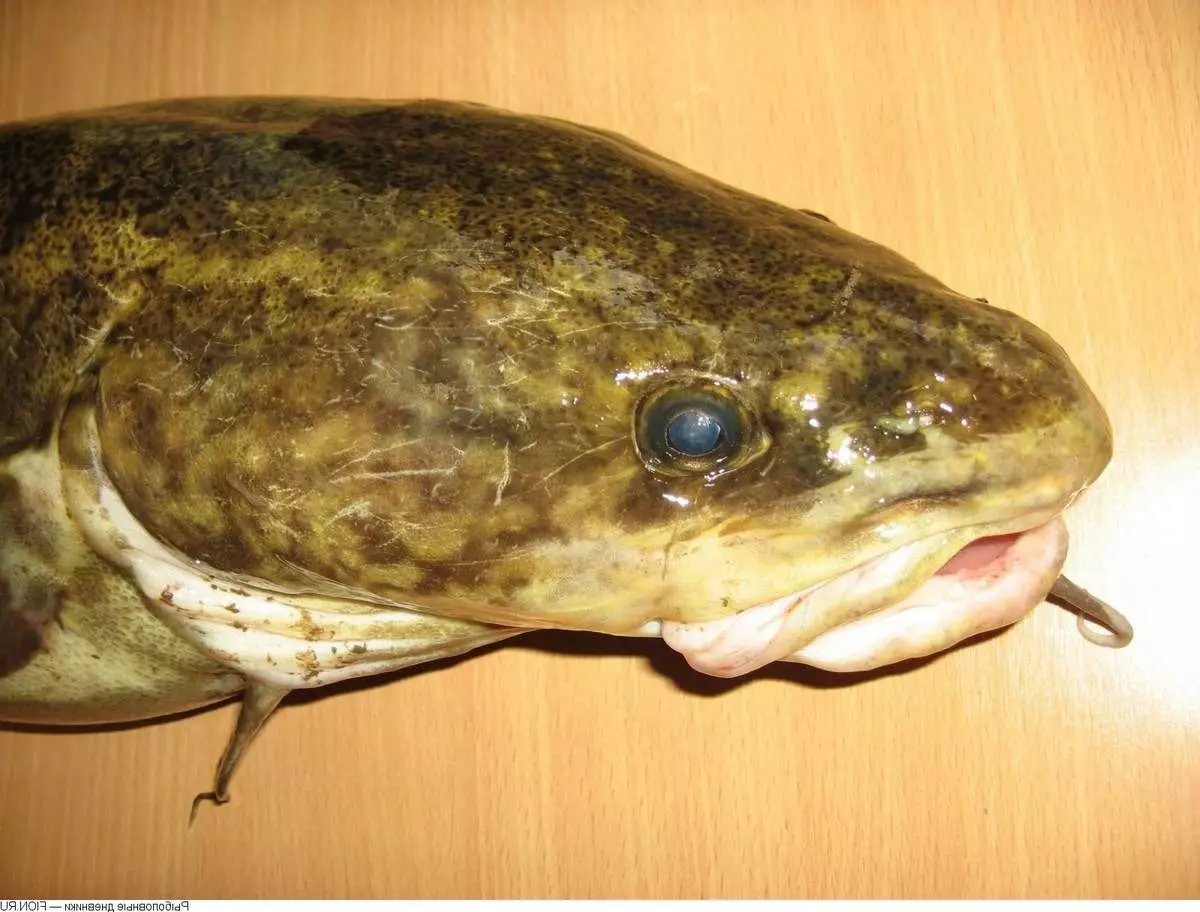 Burbot သည်သားကောင်ငါးတစ်ကောင်ဖြစ်သည်။