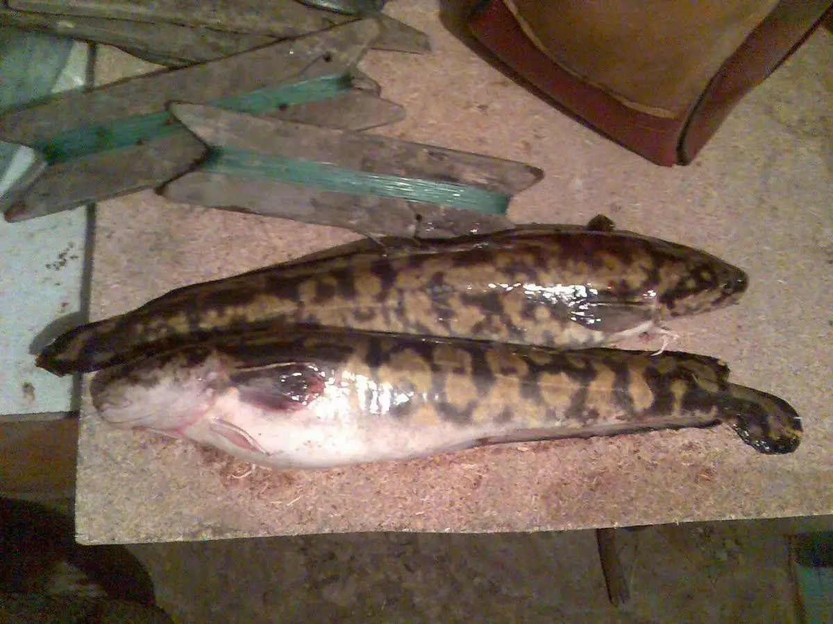 Ang fish burbot ilado kaayo sa mga mangingisda.