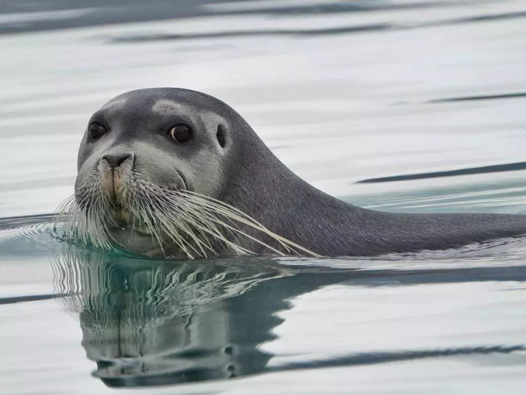 Lebre de mar (Erignathus barbatus).