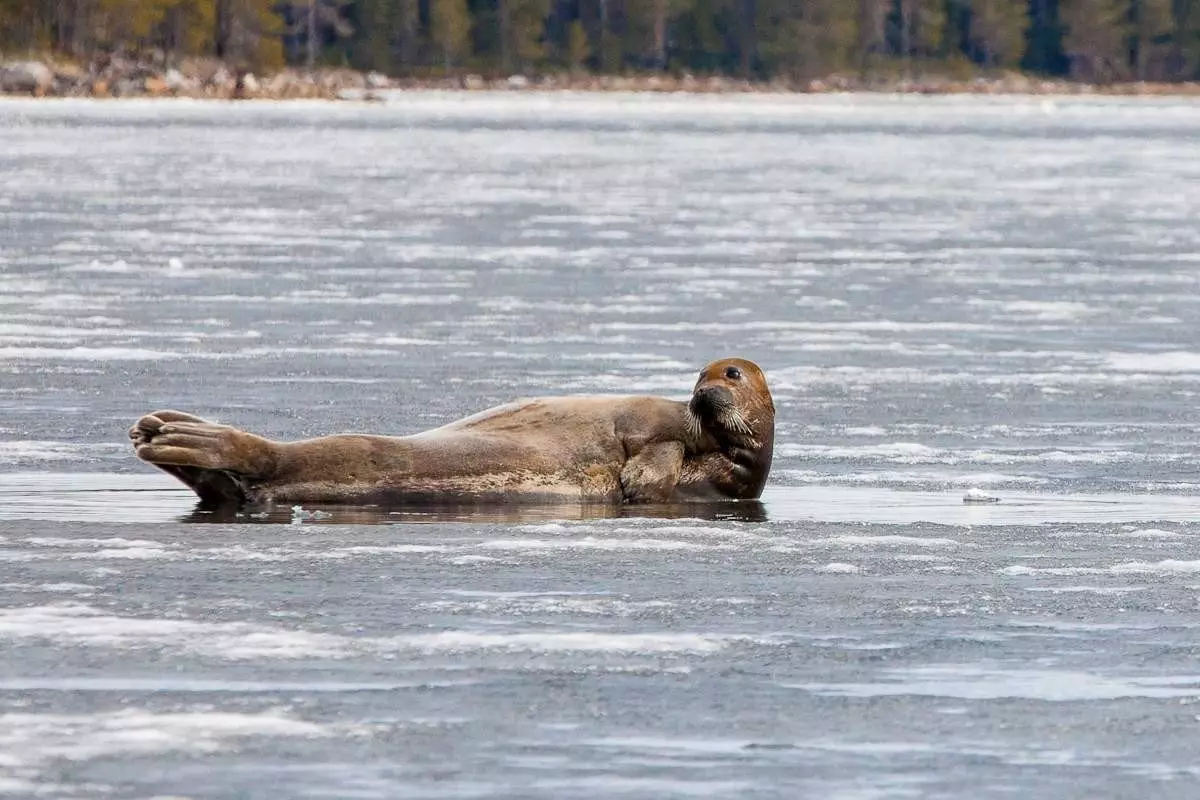 Lakhtaki are residents of the northern regions.