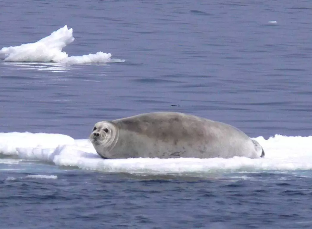 Sea hares are always close to water.