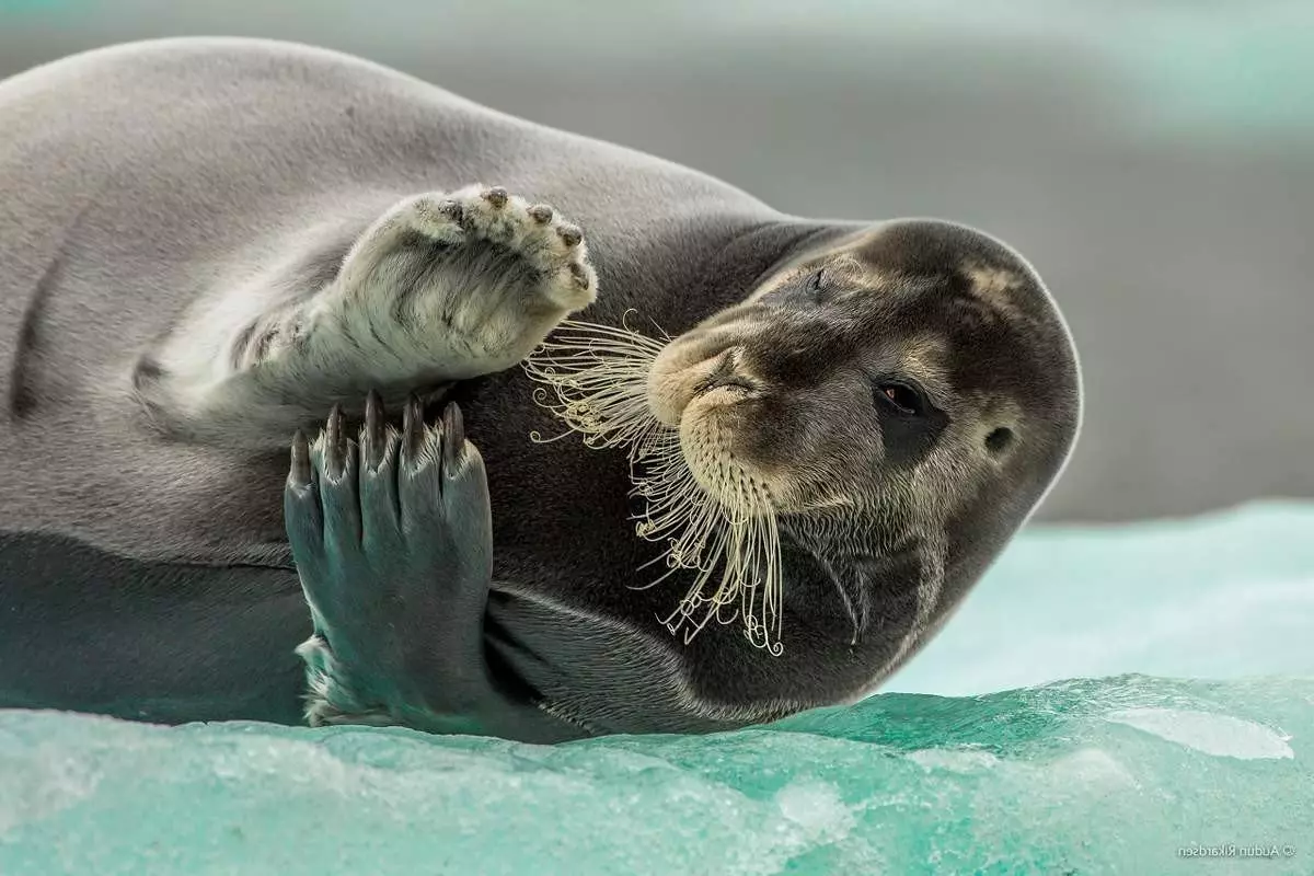 Surtout, le phoque barbu a peur de l'ours polaire et de l'épaulard.