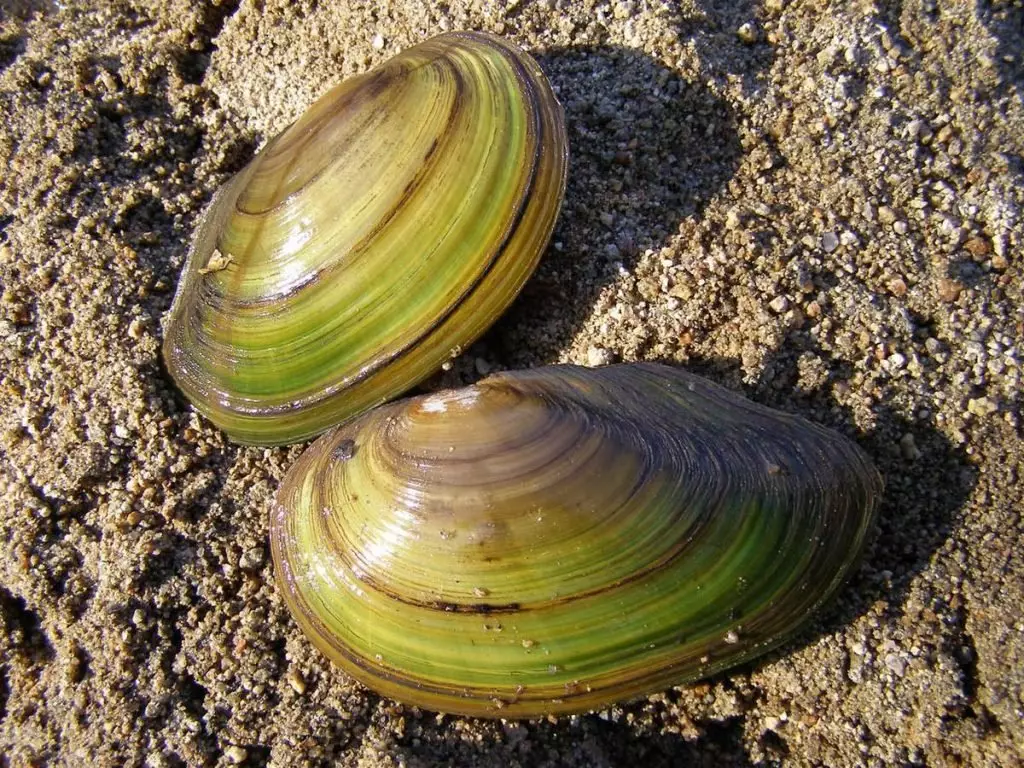 Ingon nga aktibo nga mga feeder sa filter, ang mga wala’y ngipon nakatampo sa paglimpiyo sa biyolohikal nga mga lawas sa tubig.