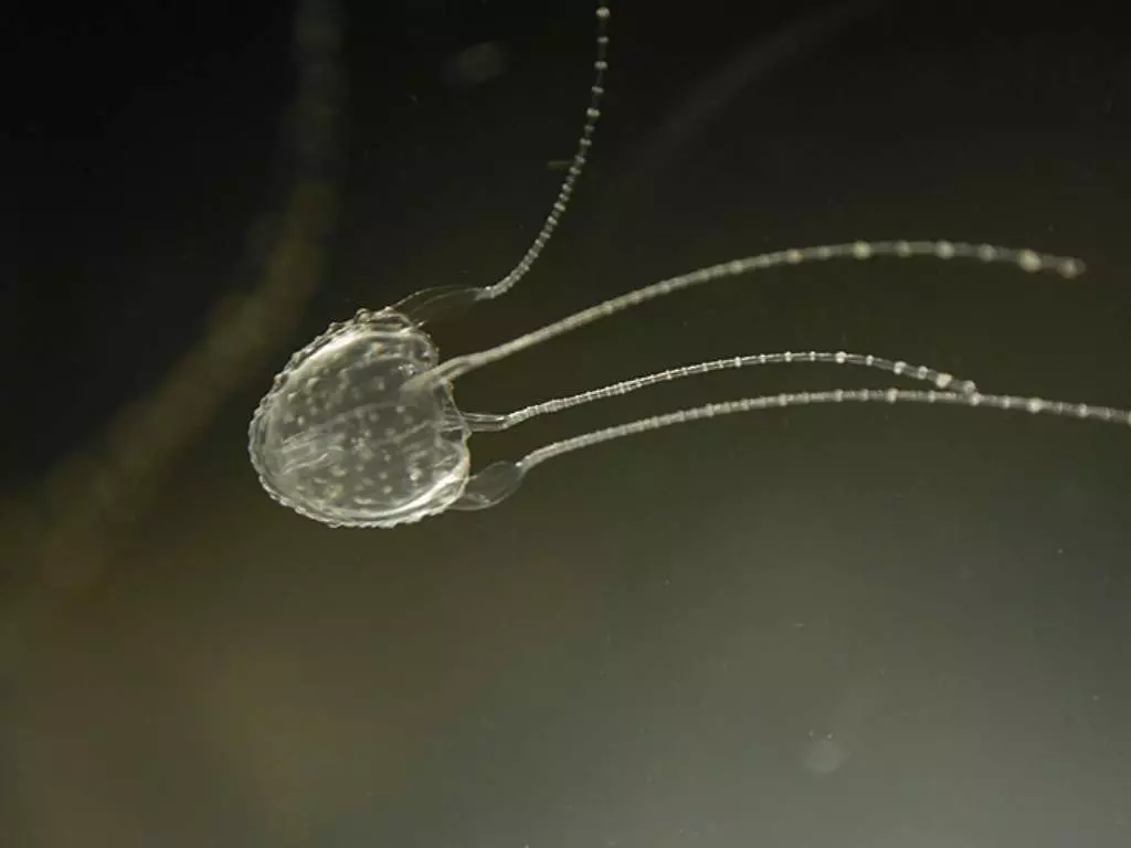 Irukandji jellyfish (Carukia barnesi).