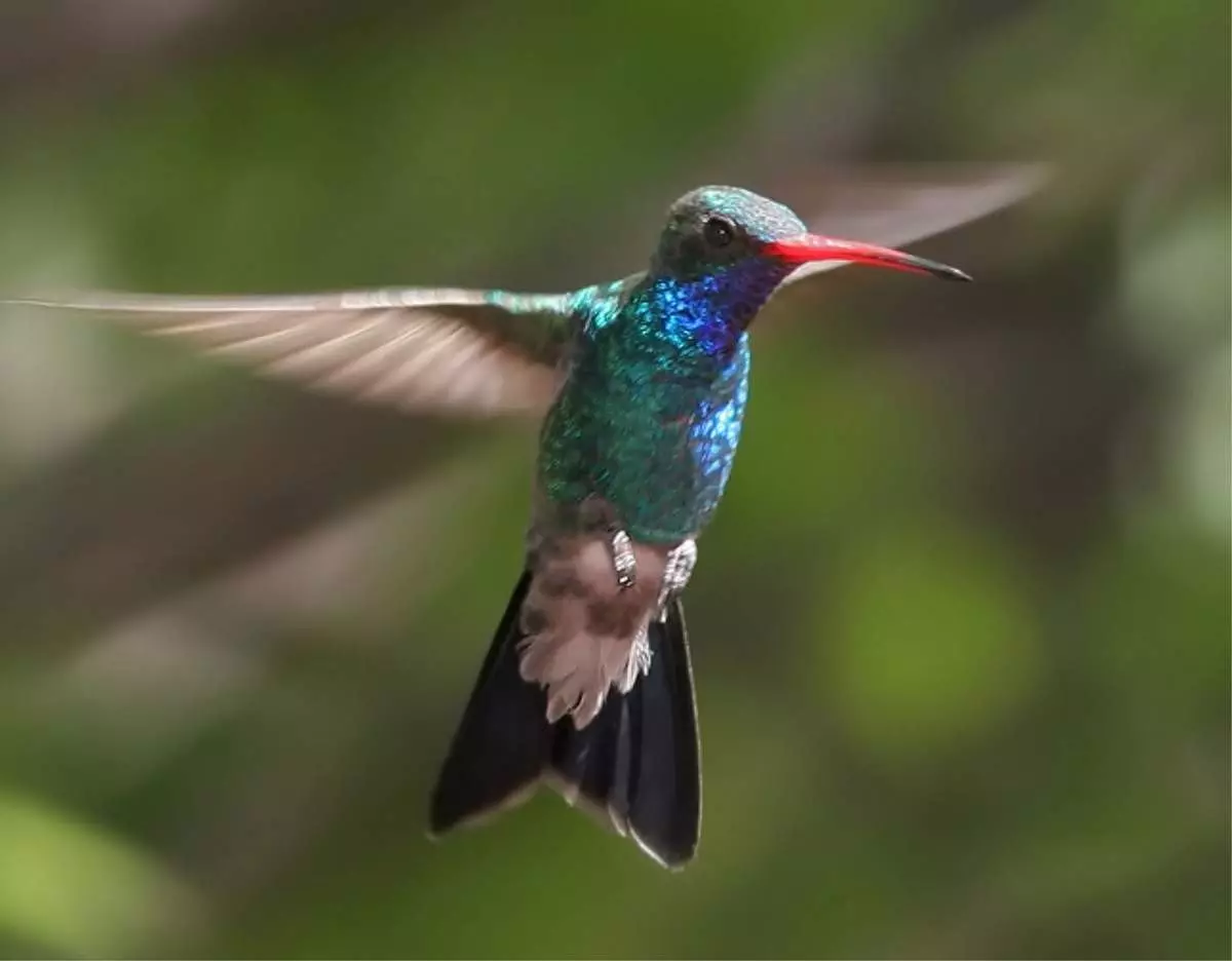 Nyuchi hummingbird (Mellisuga helenae).