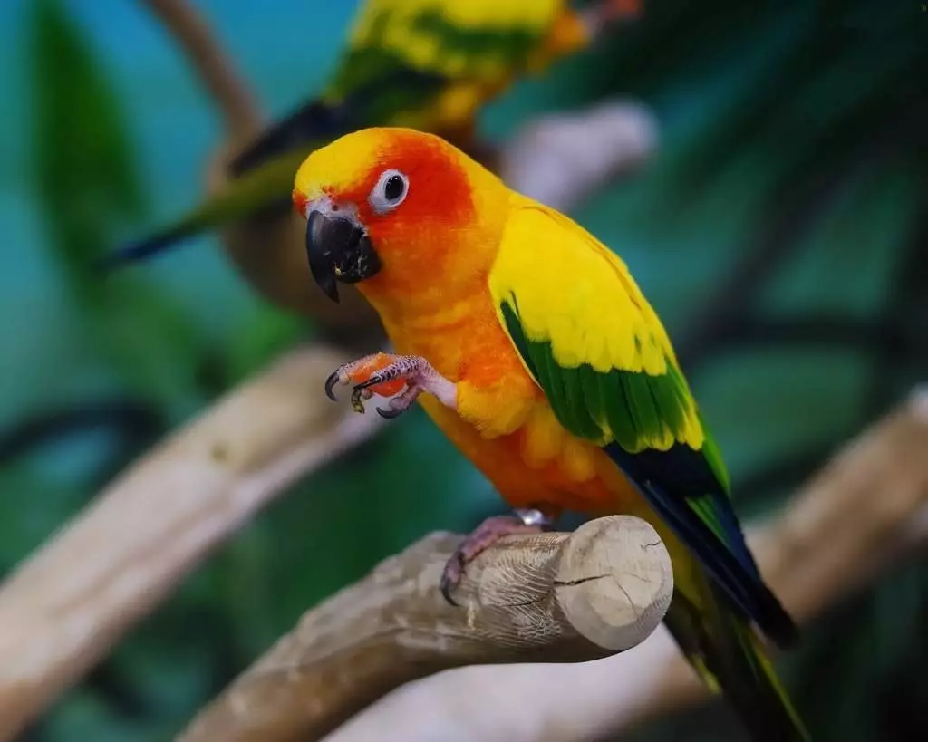 Aratinga Yandaia - stor vakker papegøye