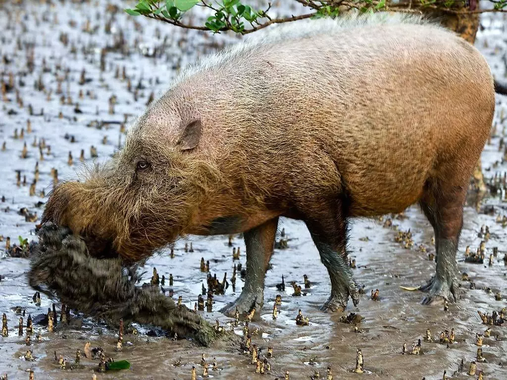 රැවුල ඇති pigරා දකුණු ආසියාවේ පදිංචිකරුවෙකි.