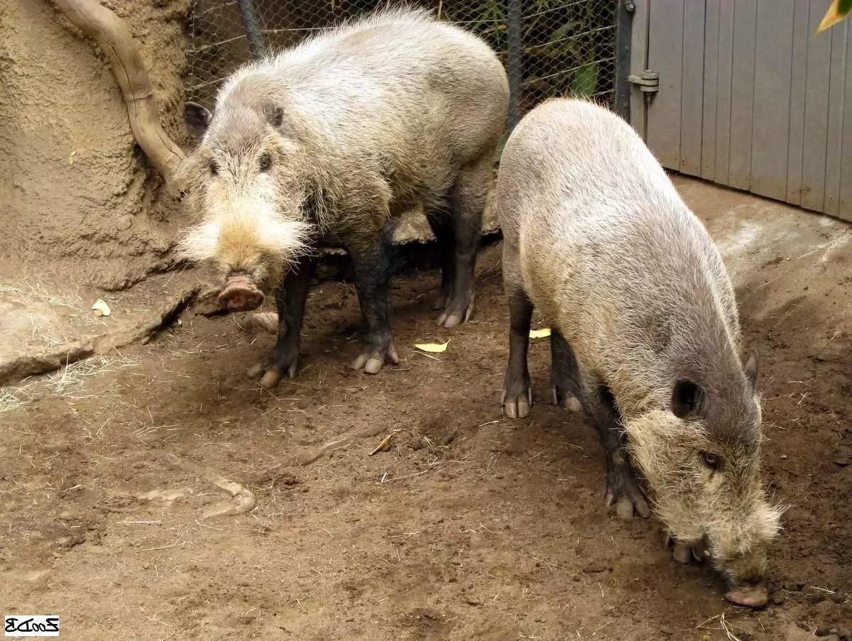 Skäggiga grisar migrerar i enorma flockar.