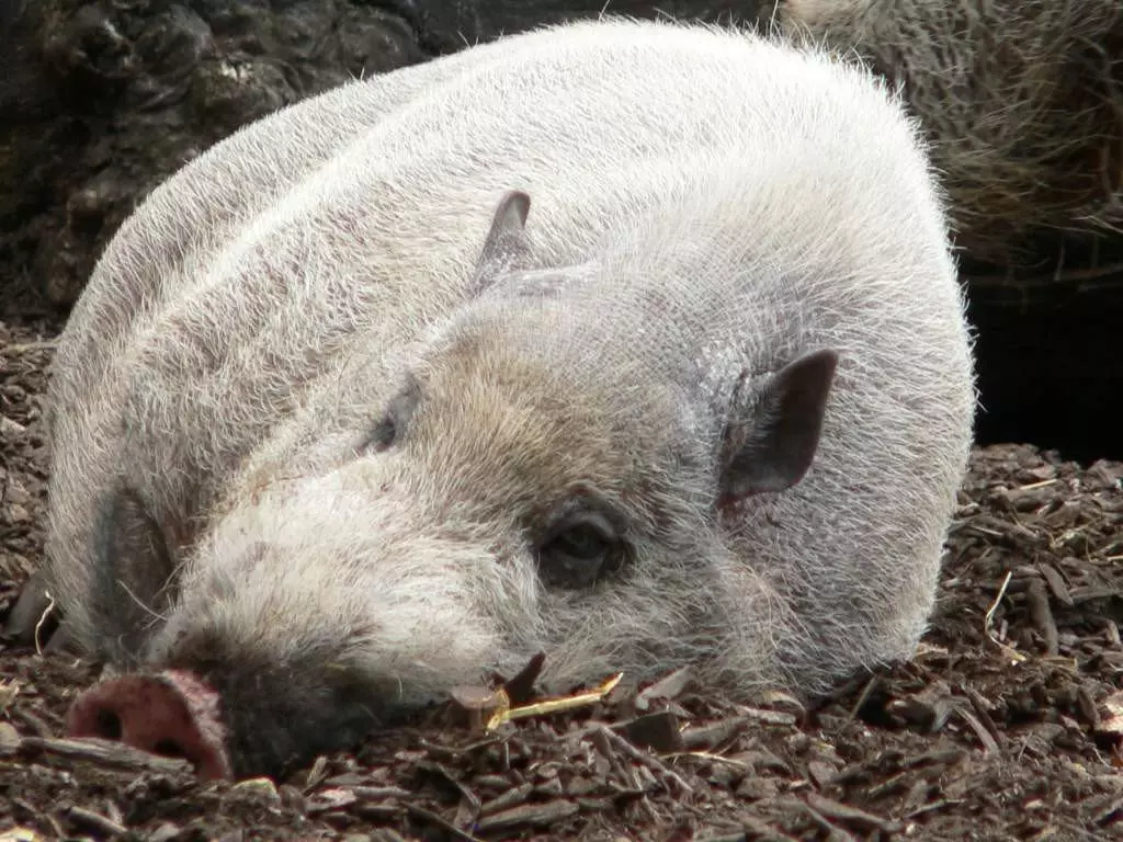 En kvinnlig skägggris kan föda upp till åtta smågrisar.