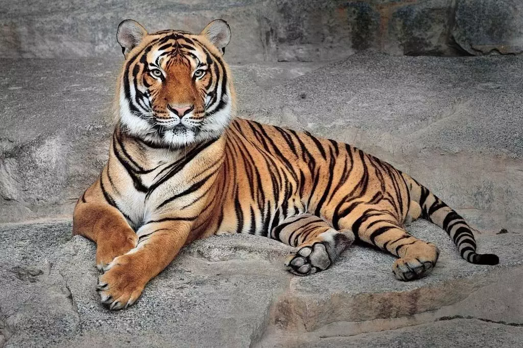 Teigr Indochinese (Panthera tigris corbetti).