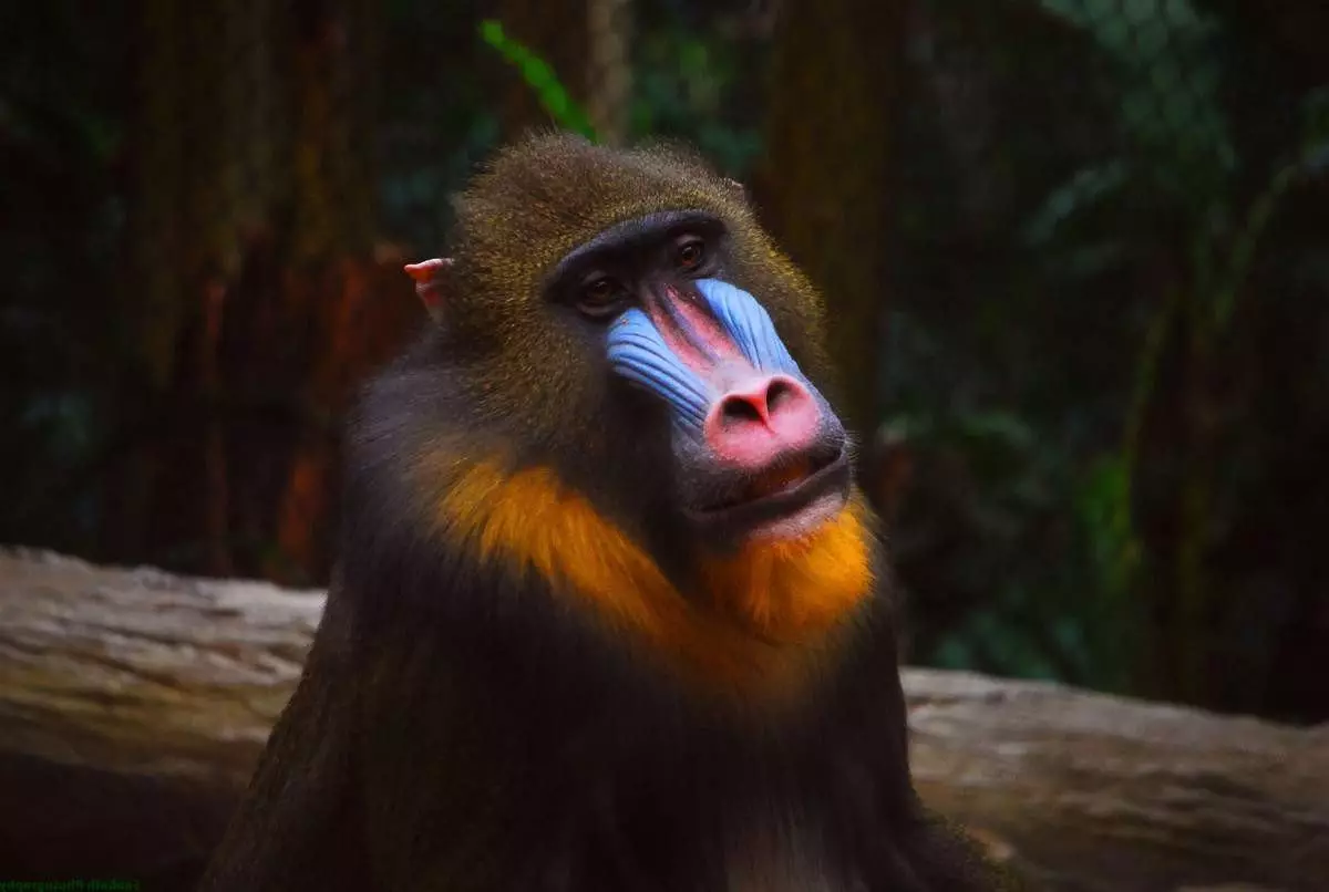 Mandril (Mandrillus sphinx).