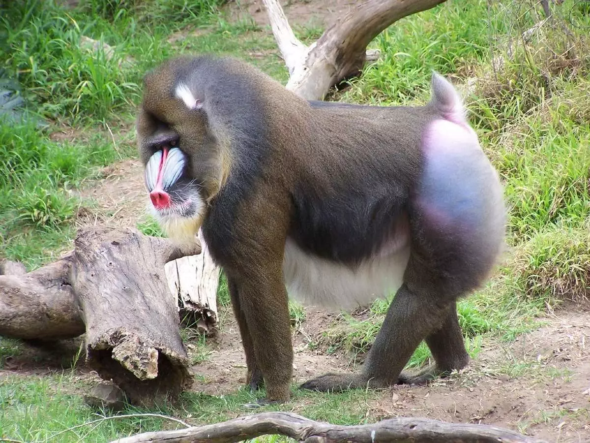 Mandrills o mea uma omnivores.