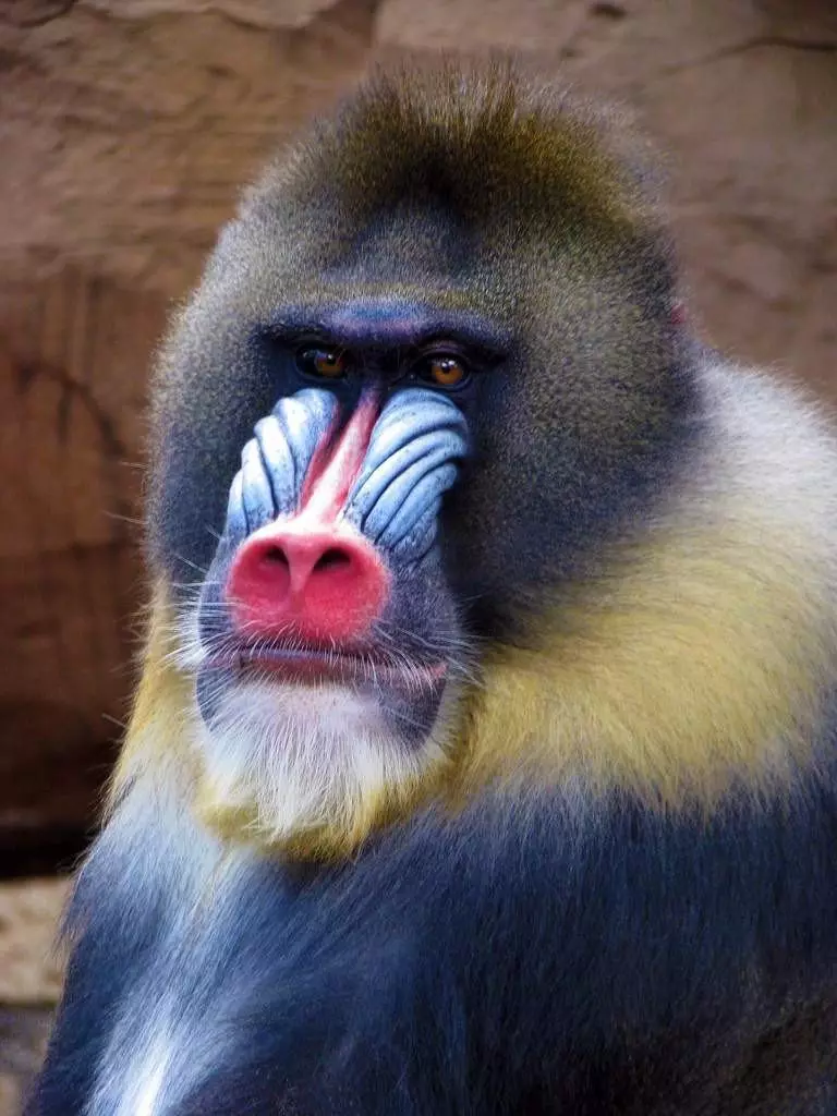 Mandrill jantan memiliki warna hidung yang luar biasa.