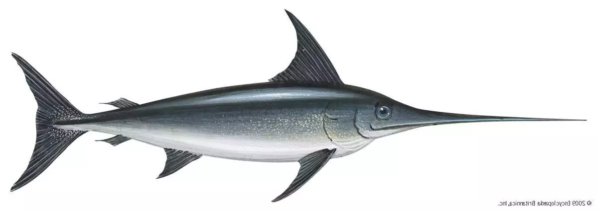 Swordfish inowira pasi kune shark uye kuuraya mahove.