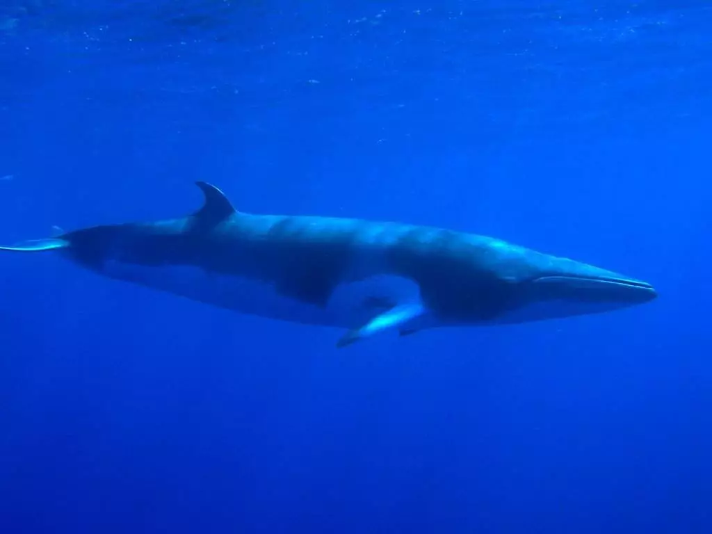 Paus Minke (Balaenoptera acutorostrata).