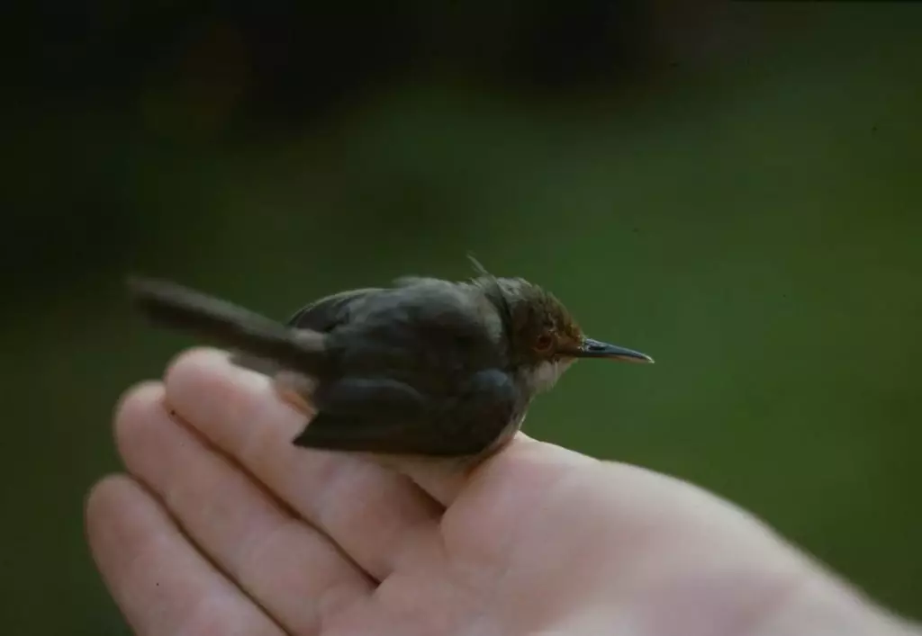 Modista de pico largo (Artisornis moreaui).