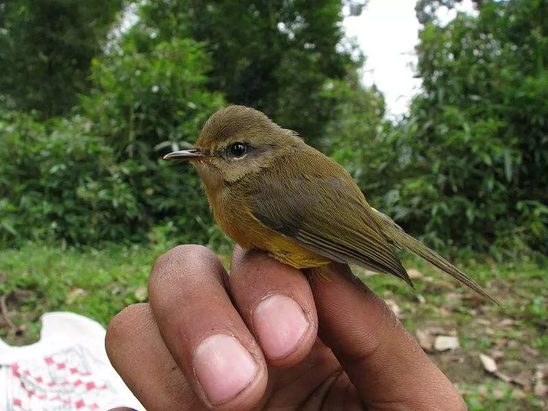 תת -מין של שופרת ארוכת חשבונות - Abroscopus schisticeps.