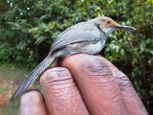 Las modistas de pico largo nunca se establecen lejos de los bosques nativos y no vuelan a más de 100 metros del borde del bosque.