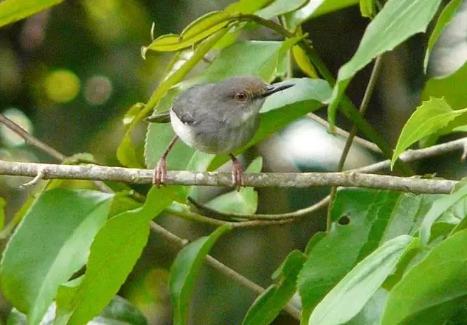 Las aves son comunes en los bosques de montaña húmedos de Mozambique y Tanzania.