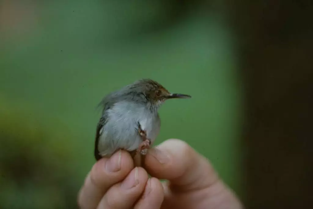 La perdita dell'habitat minaccia il numero delle sarte dal becco lungo.