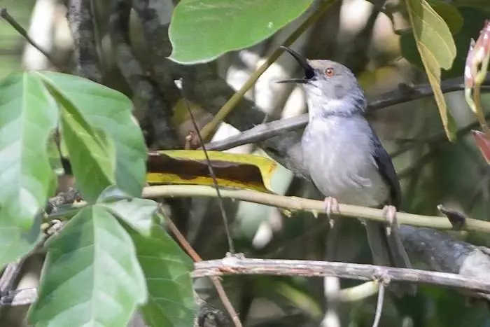 Tutti i luoghi in cui è stata trovata la sarta dal becco lungo sono registrati dal GPS. È previsto il trasferimento dei pulcini della sarta dal becco lungo in un habitat adatto.