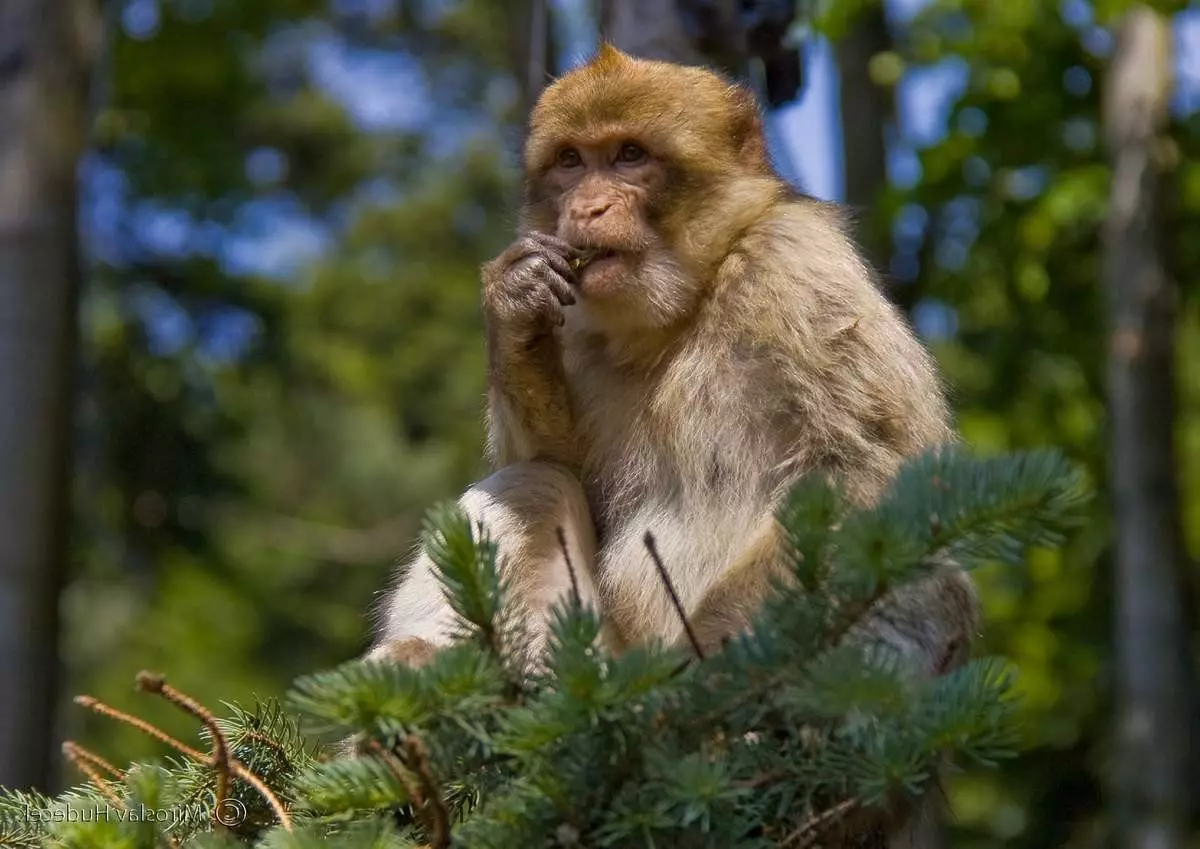 มาก็อต (Macaca sylvanus).