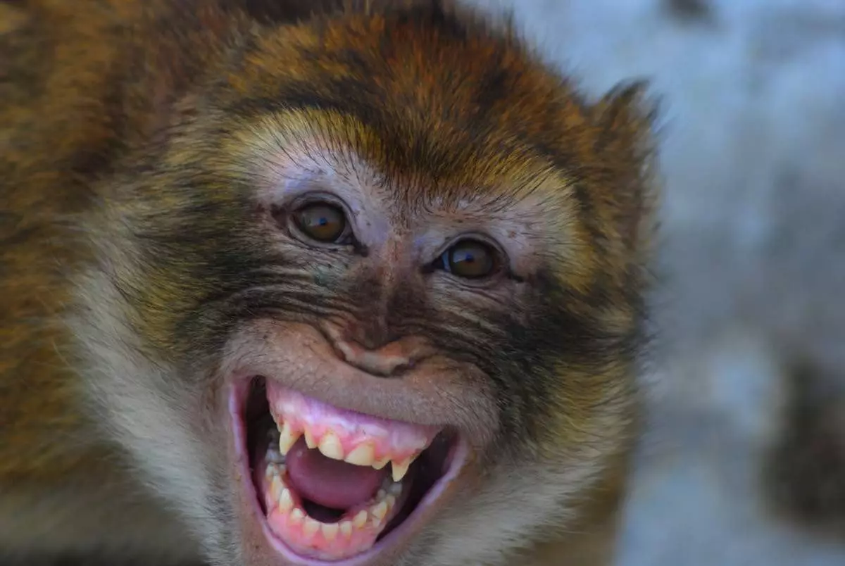 Another name for magot is the Maghreb macaque.