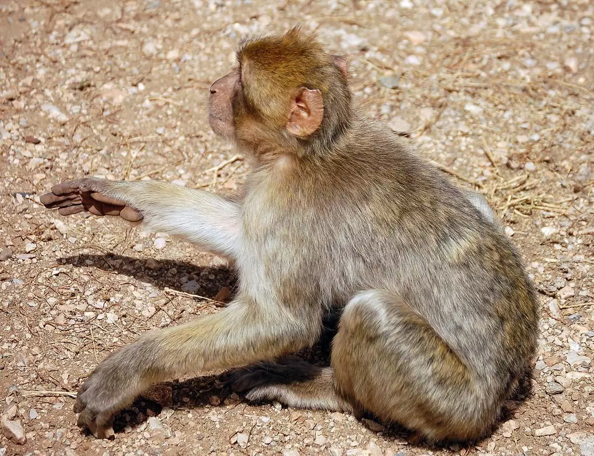 Magots are considered to be ancient monkeys that lived more than 2,000 years ago.