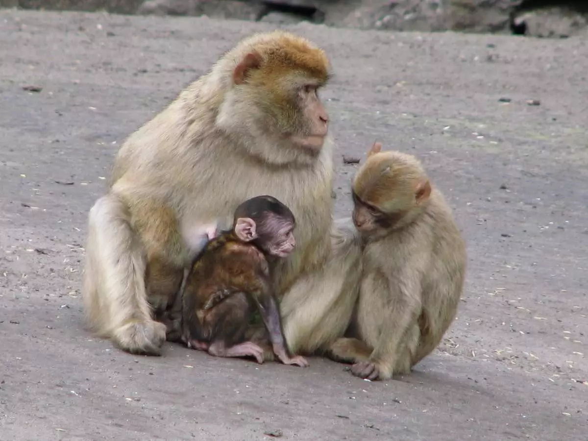 Female magot with offspring.