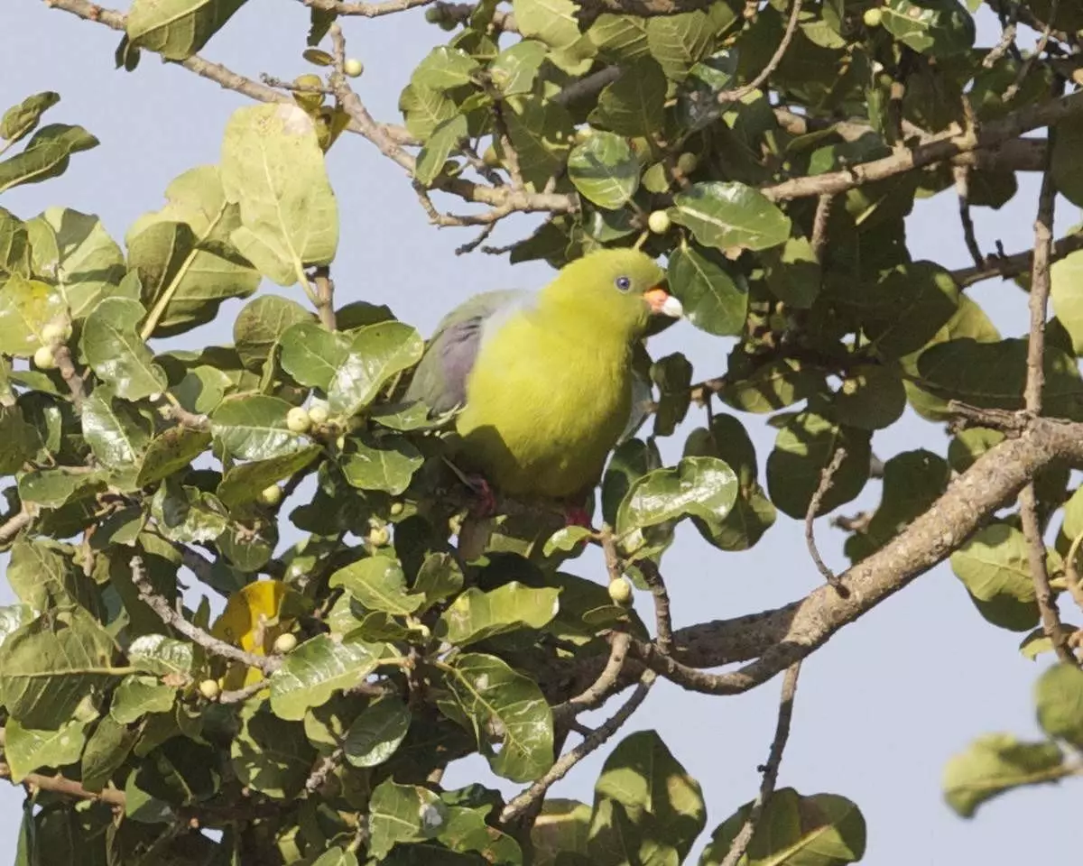 Alawọ ewe alawọ ewe (Treron).