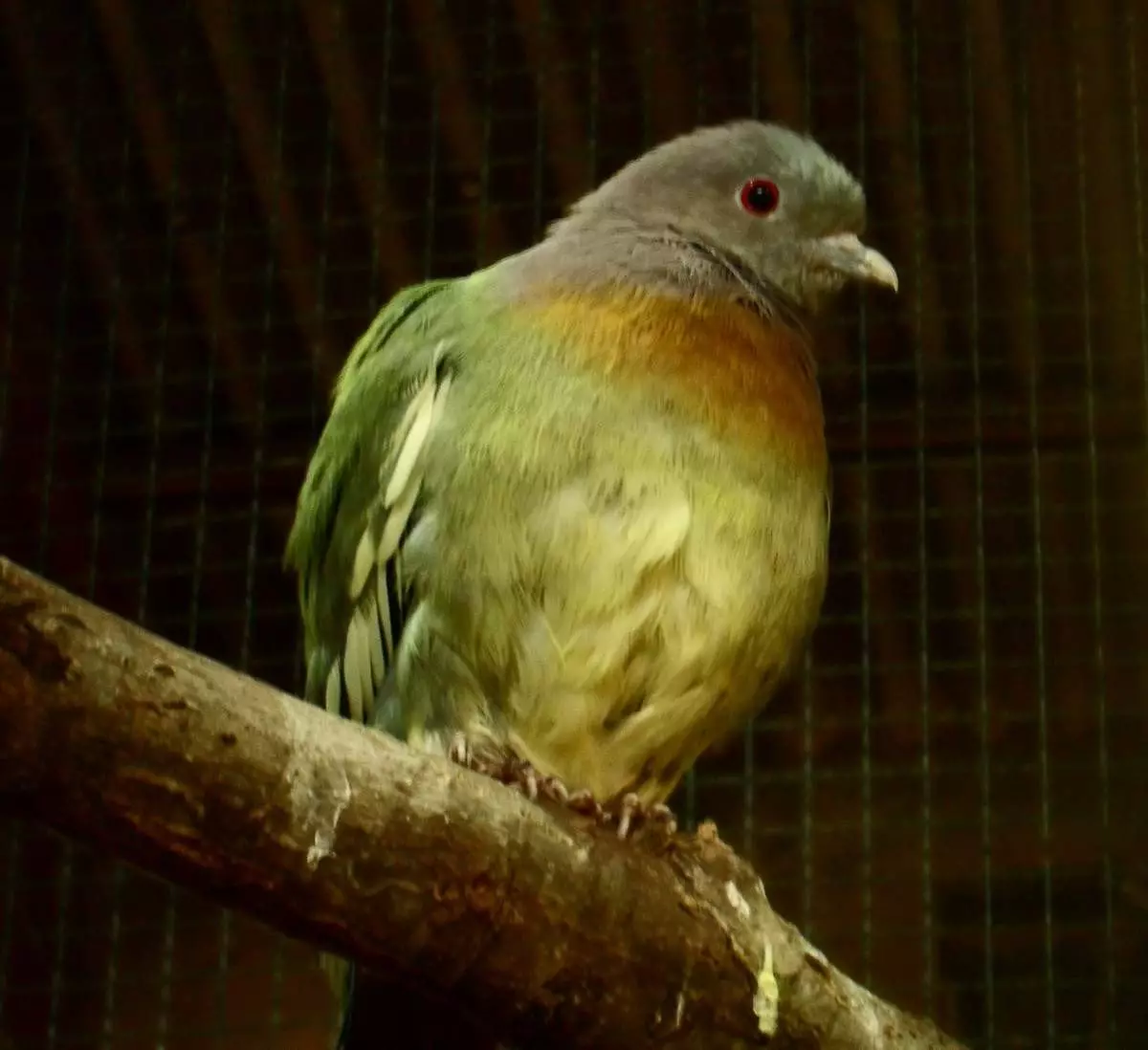 Green pigeons o manu ia e le masani ai ona fua.